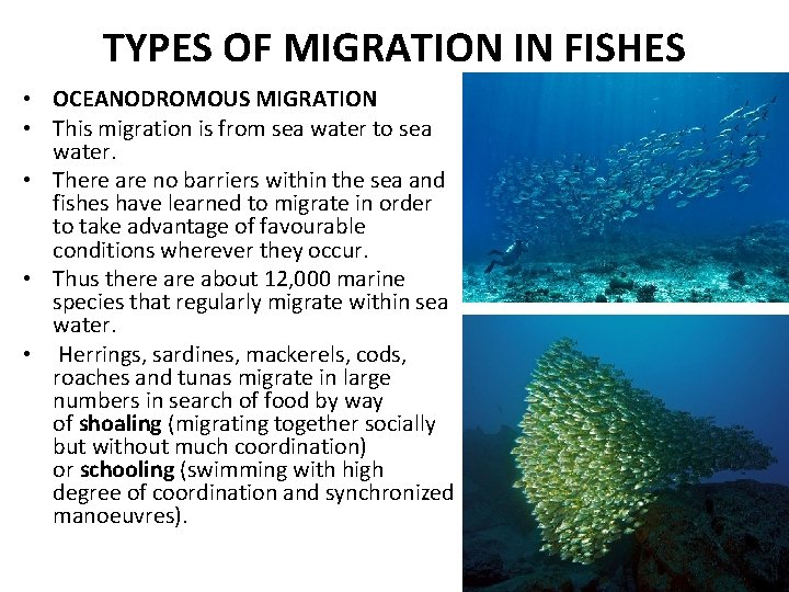 Migration in Chordates By Dr Rashmi Kohli Types