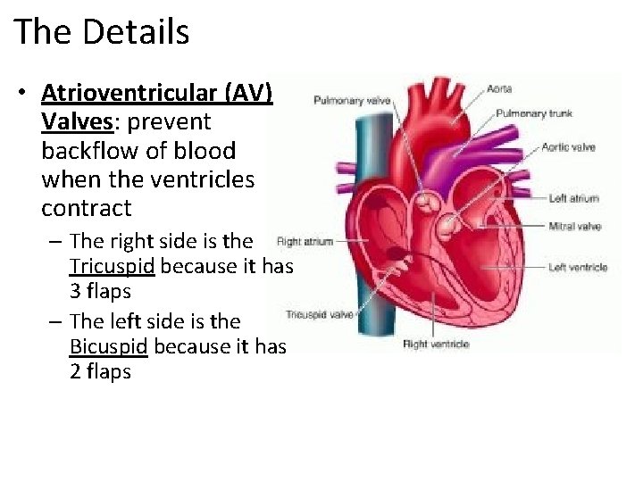 The Cardiovascular System Blood The only fluid Tissue