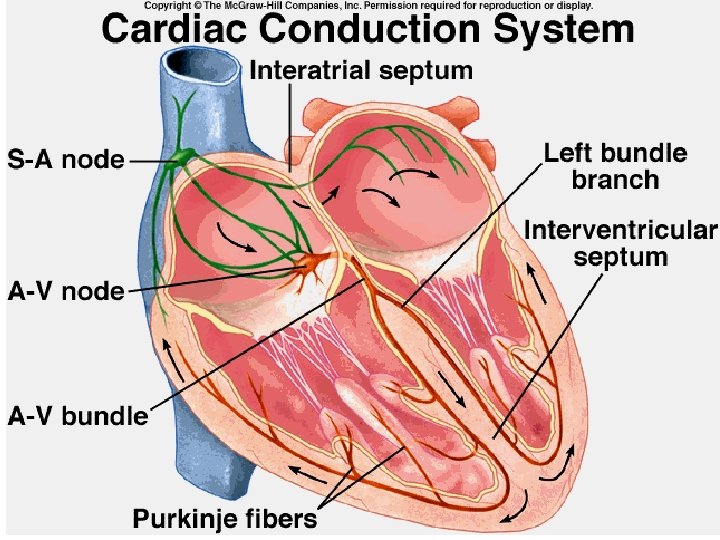 The Cardiovascular System Blood The only fluid Tissue