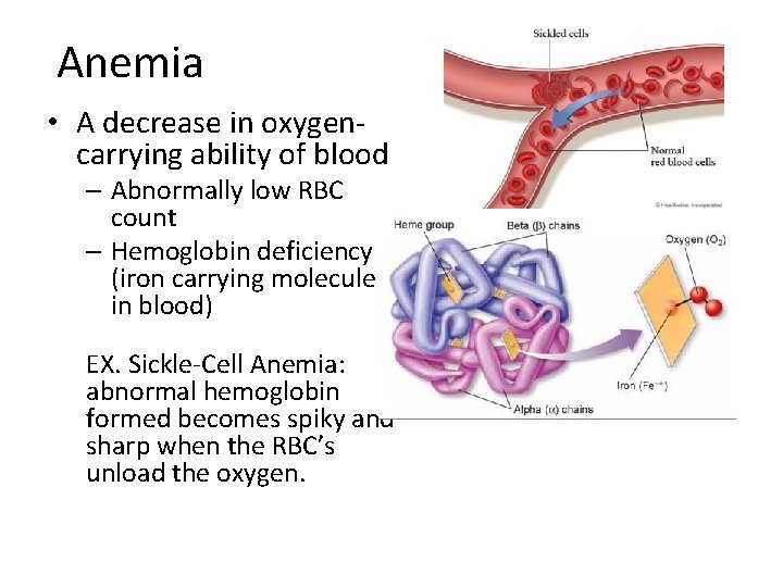 The Cardiovascular System Blood The only fluid Tissue