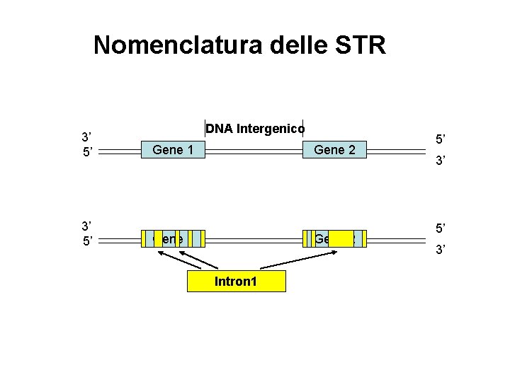 La Diversit Biologica Genoma Umano 10 13 cellule