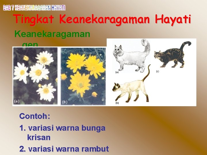BAB 7 KEANEKARAGAMAN HAYATI POKOK BAHASAN Tingkat Keanekaragaman