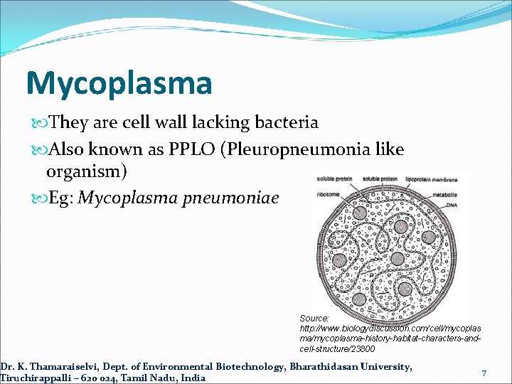 CLASSIFICATION OF BACTERIA BASED ON SHAPE Dr K