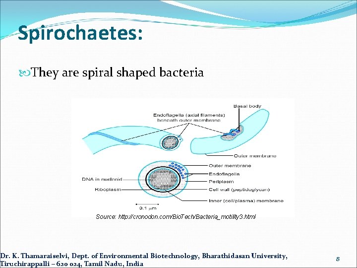 CLASSIFICATION OF BACTERIA BASED ON SHAPE Dr K
