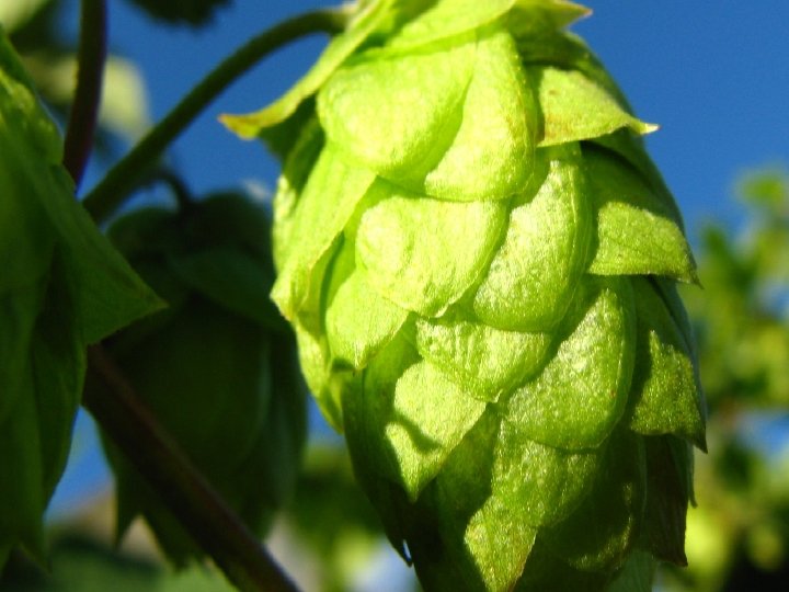 Beer And Brewing Process Definition Beer is defined