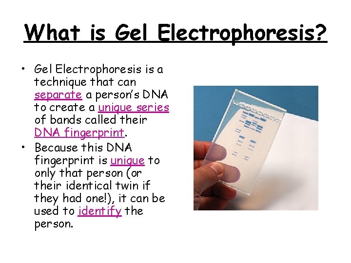 DNA Fingerprinting and Cloning Notes 2014 2015 Cloning