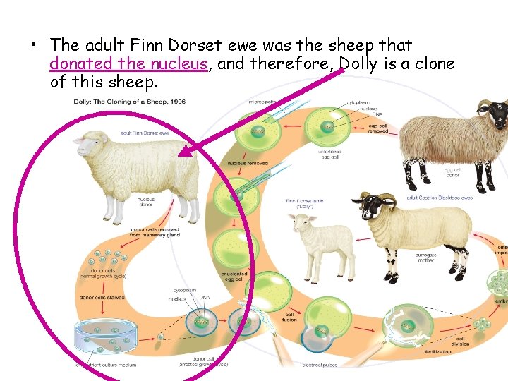 DNA Fingerprinting and Cloning Notes 2014 2015 Cloning