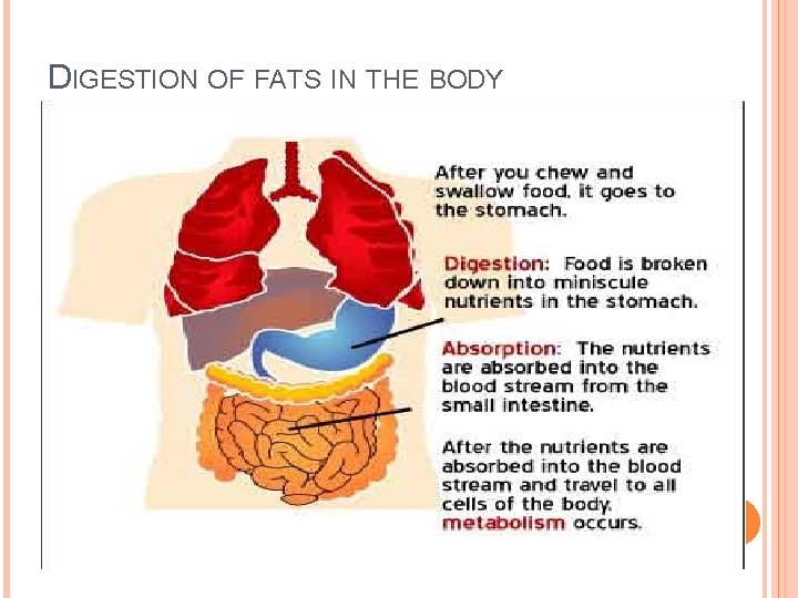 LIPIDS Introduction to fats in the body WHAT