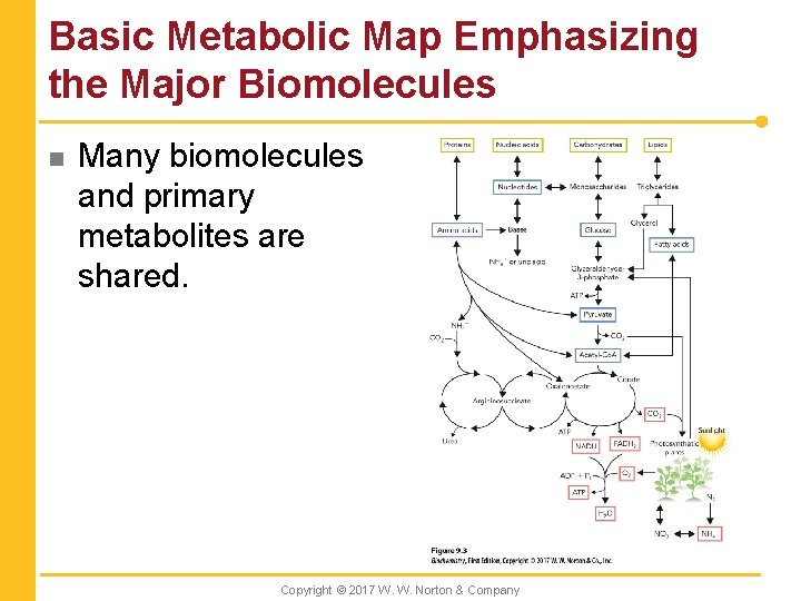 Chapter 9 Glycolysis 9 1 Overview of Metabolism