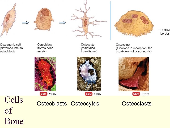 Cells of Bone Osteoblasts Osteocytes Osteoclasts Calcium Homeostasis