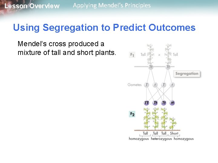 Lesson Overview 11 2 Applying Mendels Principles Objectives