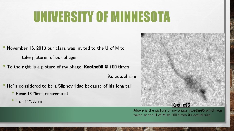 PHAGE HUNTER BY TOSHA THOMPSON Frederick Twort Felix