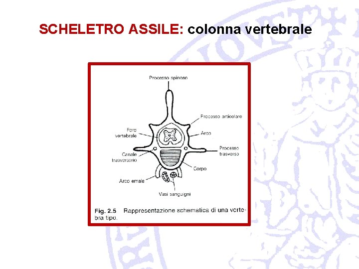 SCHELETRO ASSILE colonna vertebrale SCHELETRO ASSILE colonna vertebrale