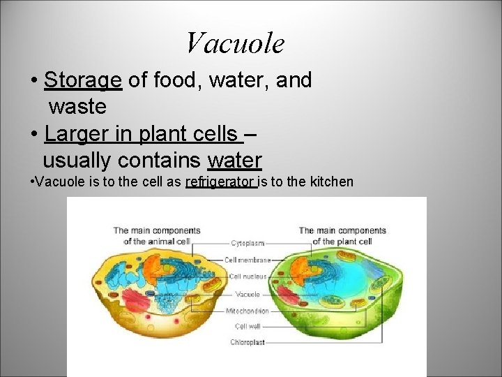 Before Microscopes People were sick because of a