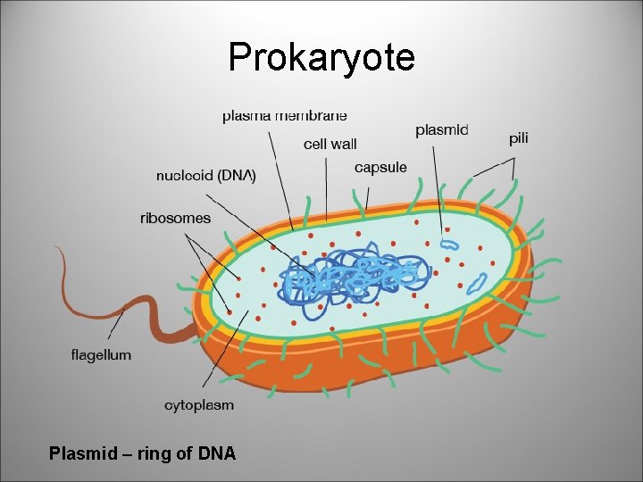 Before Microscopes People were sick because of a