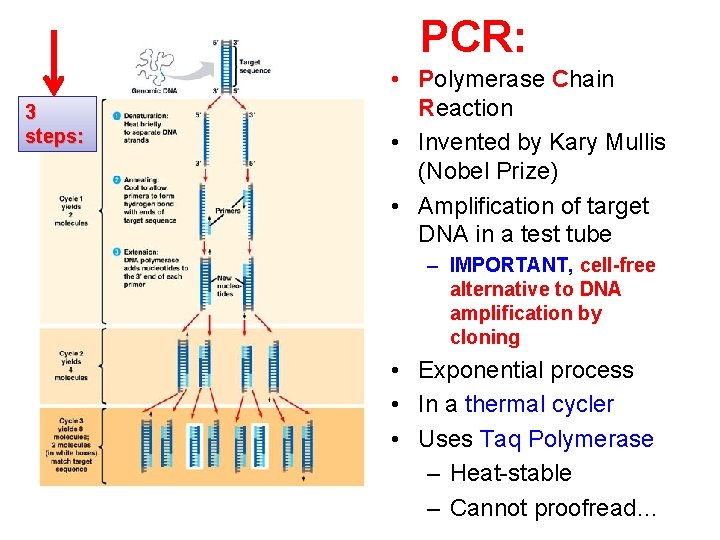 BIOL 2416 Genetics Chapter 9 Functional and Comparative