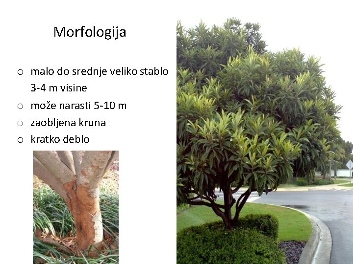 NEPULA Eriobotrya japonica Nikola karid mag ing agr