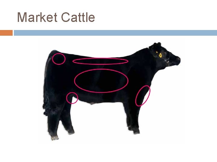 SELECTION AND EVALUATION OF MARKET CATTLE Objectives List