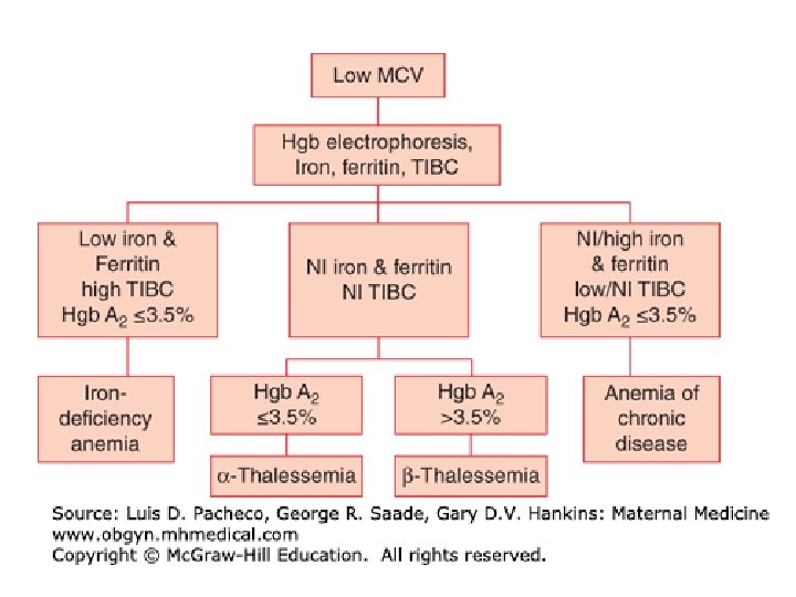 Pathology lab 1 Dr Bushra Al Tarawneh MD