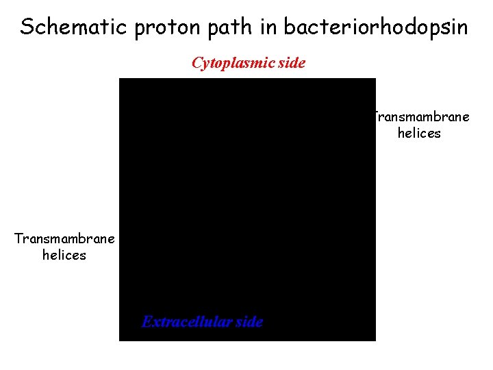StructureFunction Relationship of Retinal Proteins Structure of Retinal