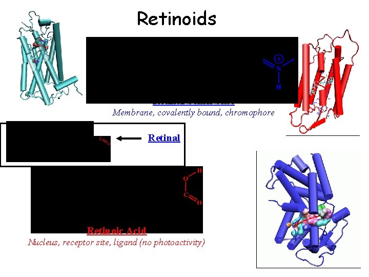 StructureFunction Relationship of Retinal Proteins Structure of Retinal