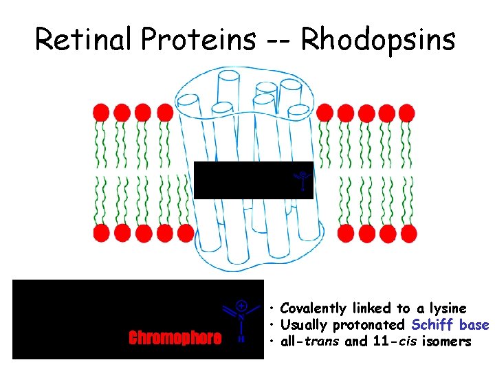 StructureFunction Relationship of Retinal Proteins Structure of Retinal