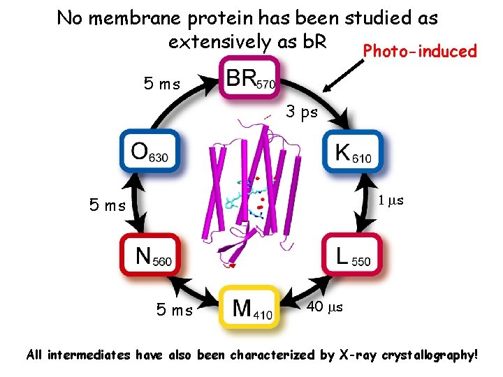 StructureFunction Relationship of Retinal Proteins Structure of Retinal