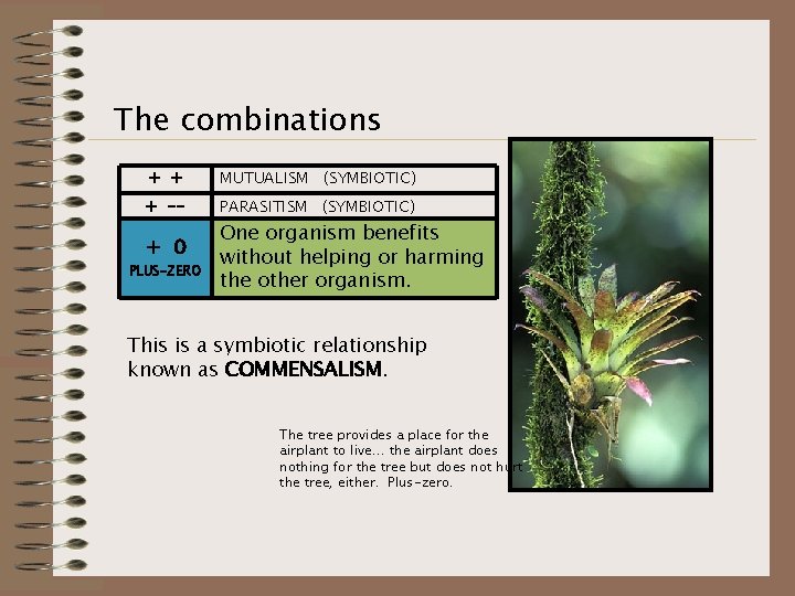 SYMBIOSIS There is great diversity and interdependence of