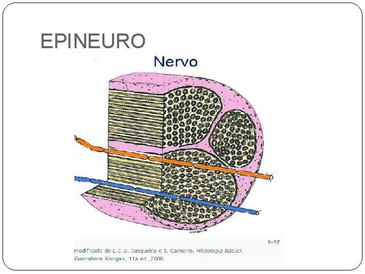 Histologia do Sistema nervoso Funo do Sistema Nervoso