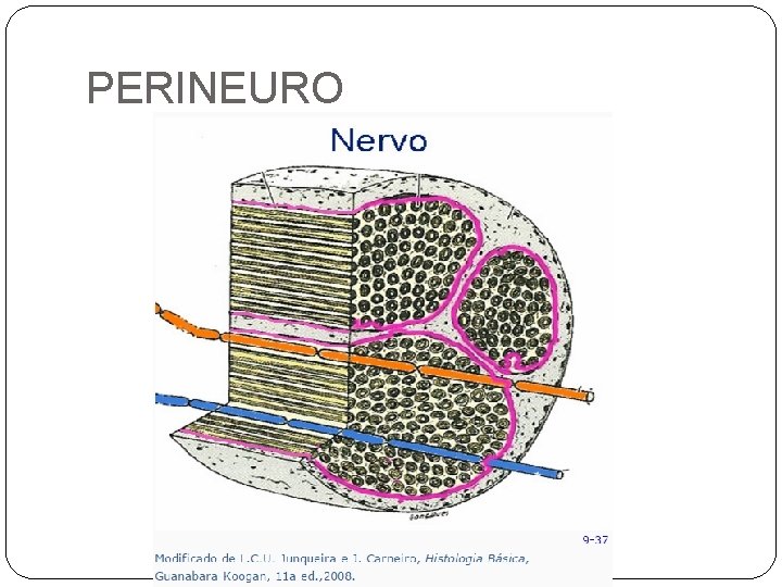 Histologia do Sistema nervoso Funo do Sistema Nervoso