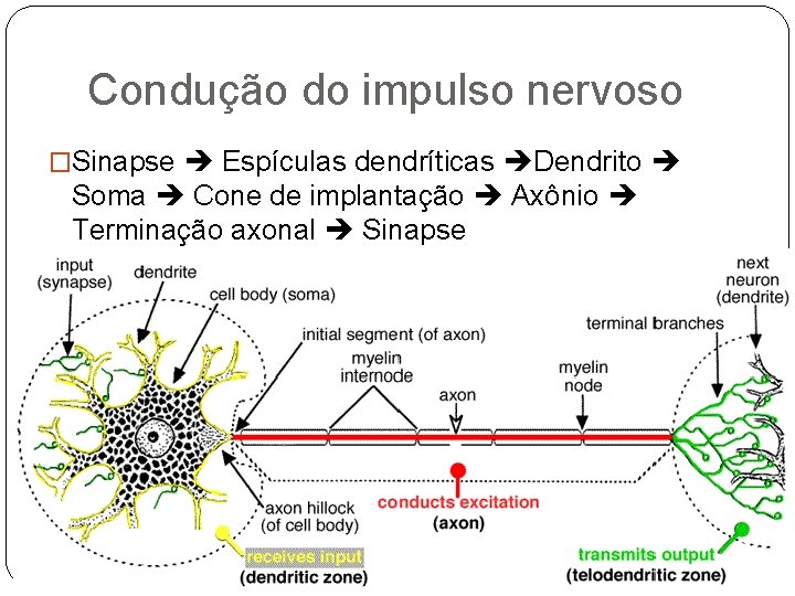 Histologia do Sistema nervoso Funo do Sistema Nervoso
