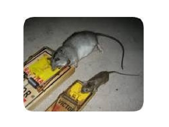 RATS in CHICAGO LINCOLN SQUARE OVERRUN BY RATS