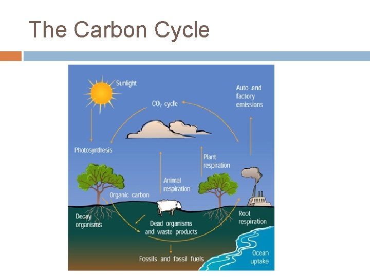 THE GREENHOUSE EFFECT Stephanie Seto The Carbon Cycle
