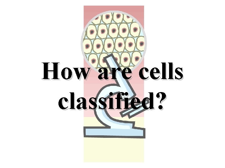 How are cells classified ribosomes organelle nucleus Cell