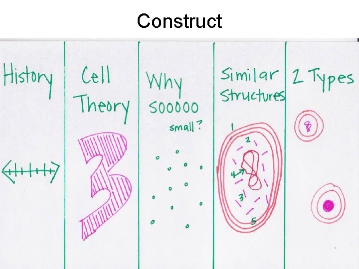 How are cells classified ribosomes organelle nucleus Cell
