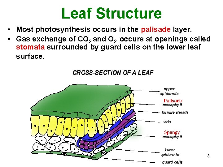 Photosynthesis 1 Photosynthesis Overview Process by which plants