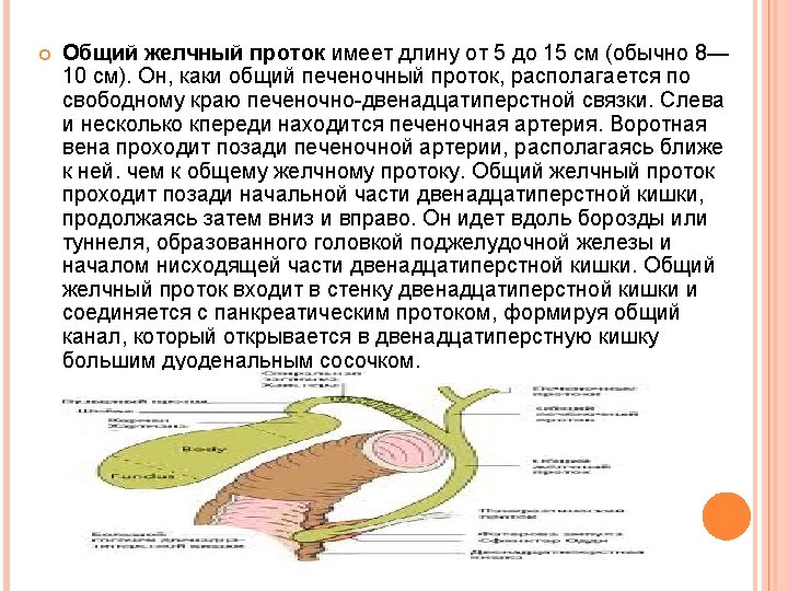 PLAN Gallbladder Topography Segments Bile or gall path