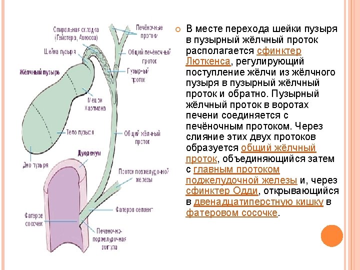 PLAN Gallbladder Topography Segments Bile or gall path