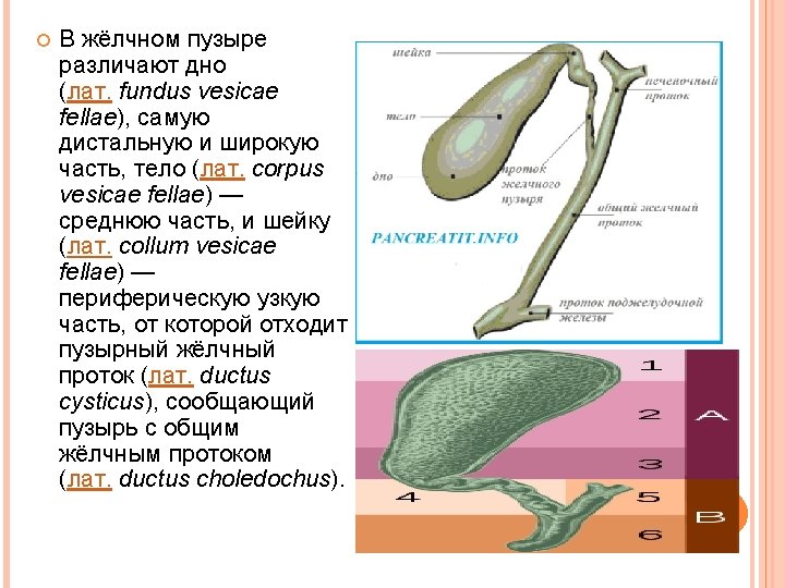 PLAN Gallbladder Topography Segments Bile or gall path