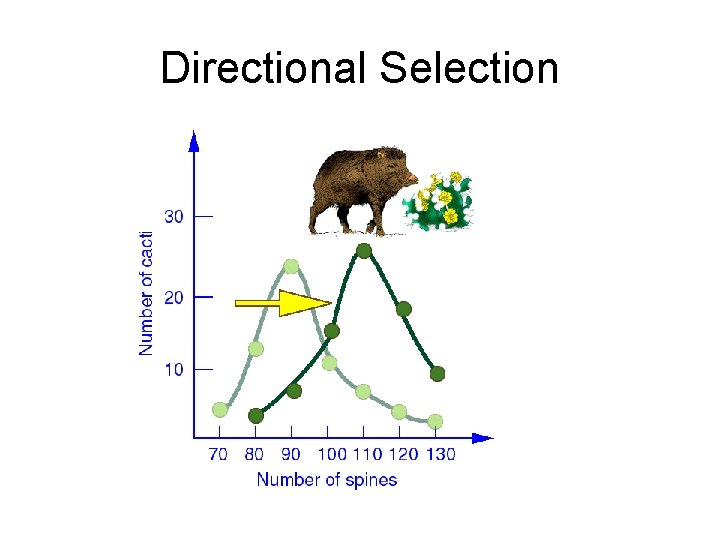 ADD GENETIC BASIS ACT ON ALLELES etc revise