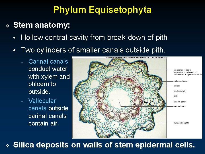 Chapter 18 Lecture Outline The Seedless Vascular Plants