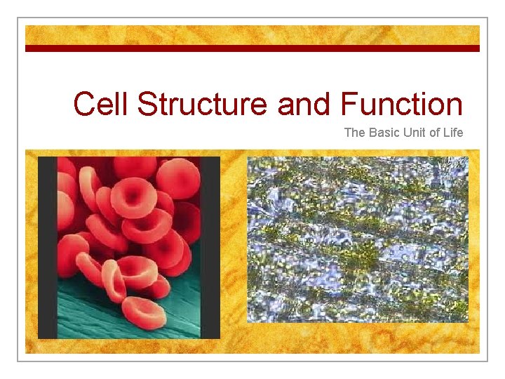 Cell Structure and Function The Basic Unit of