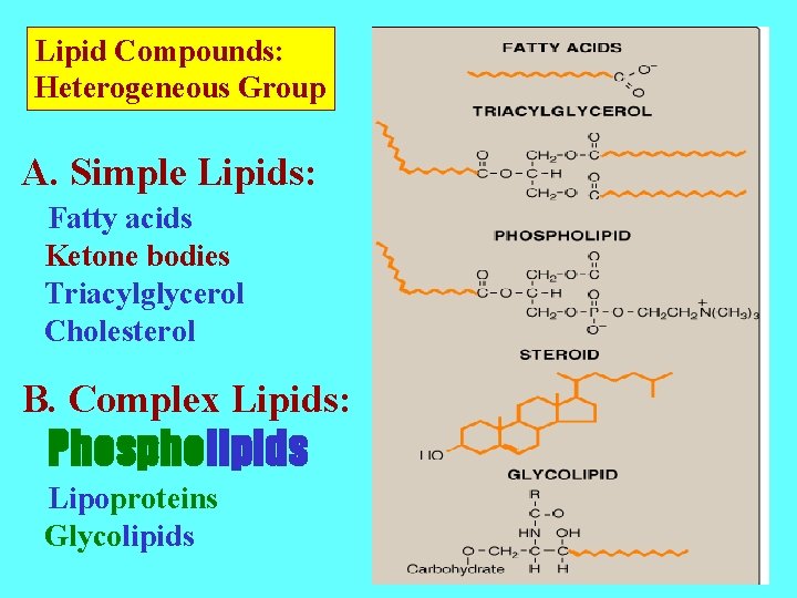 Phospholipid Compounds of Physiological Importance By Reem M