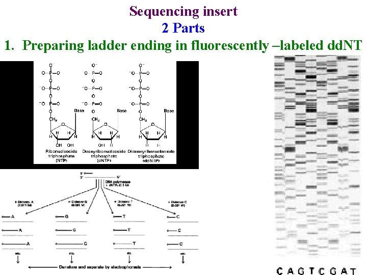 Sequencing insert 2 Parts 1 Preparing ladder ending