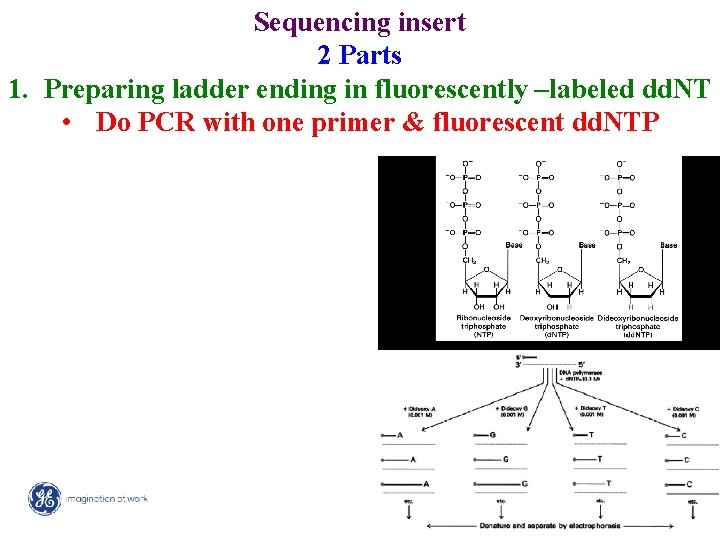 Sequencing insert 2 Parts 1 Preparing ladder ending