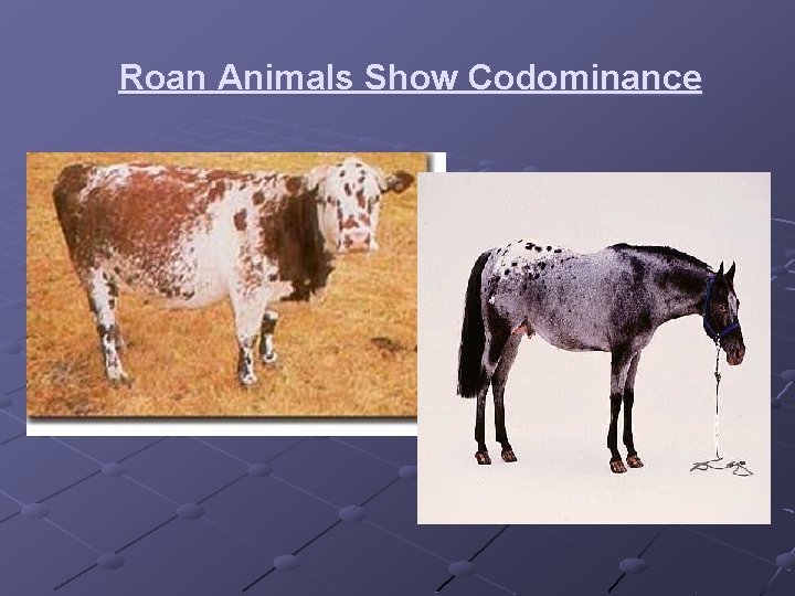 Patterns of Heredity NonMendelian Genetics Kraj Incomplete Dominance