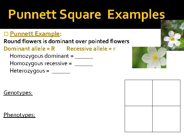 Punnett Squares Method used to calculate the probable