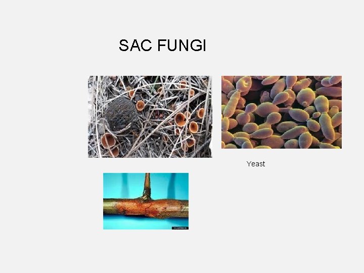 Fungi Fungi General Characteristics Eukaryote Threadlike bodies hyphae
