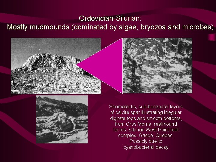 A Symbiotic World The Significance of Symbiosis in