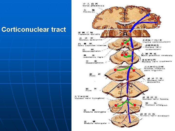 Single Choice Questions 1 choroid of eyeball A